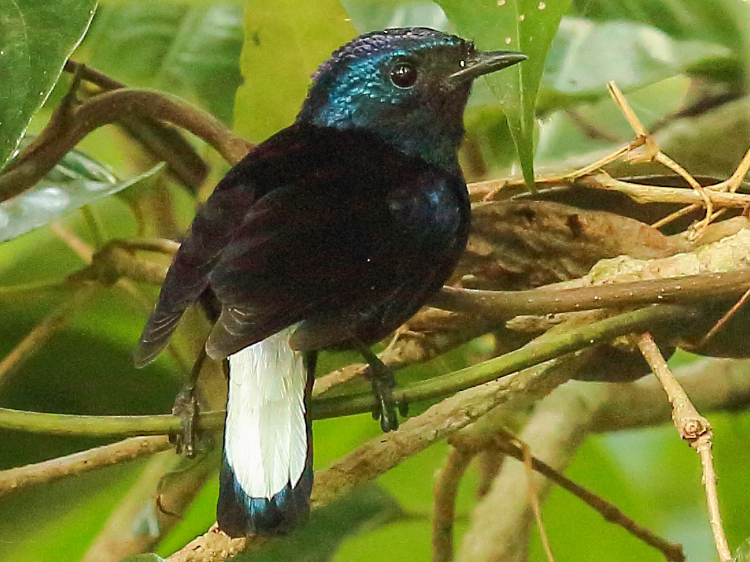 Bird Watching – Fiji Bird Watch